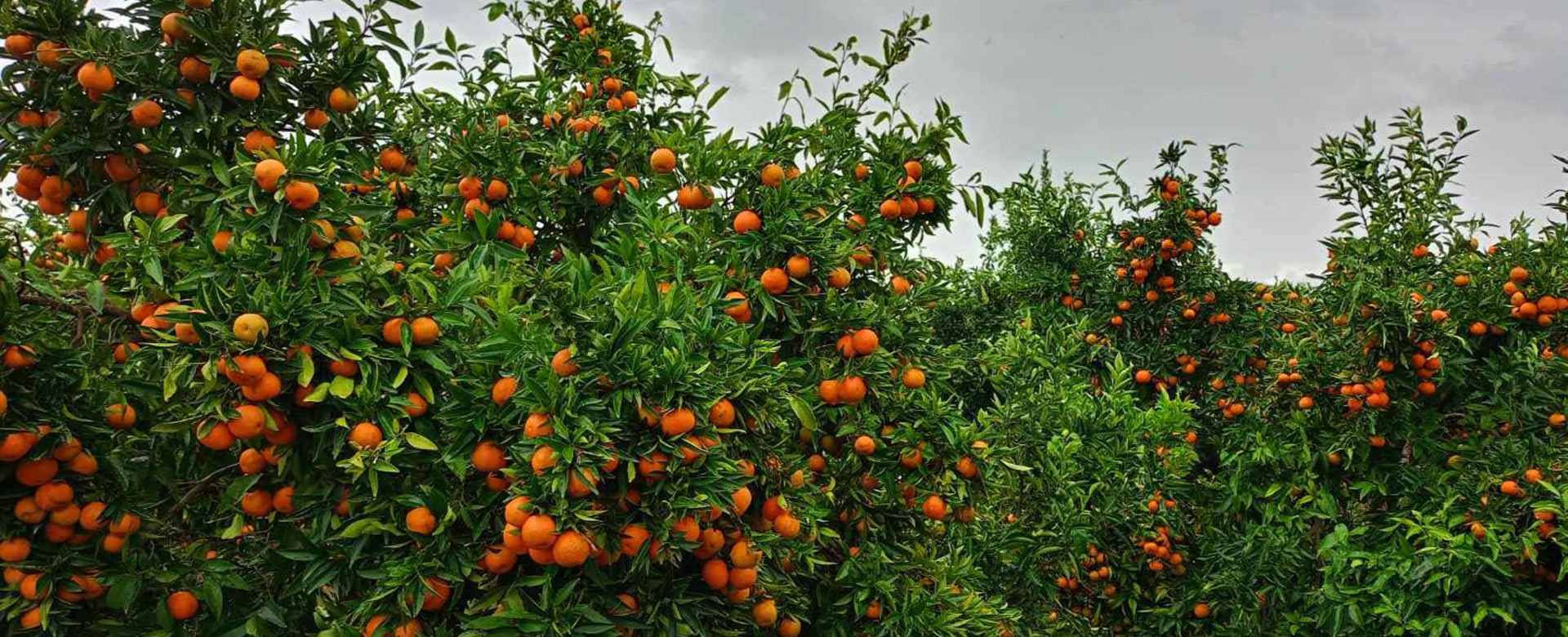 Tasty Fruit – Εξαγωγές Φρούτων